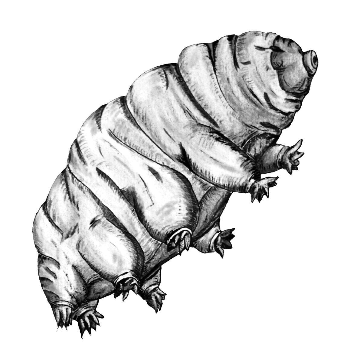 Water|Bear Illustrations – Wildlife Portraits & Animal Art